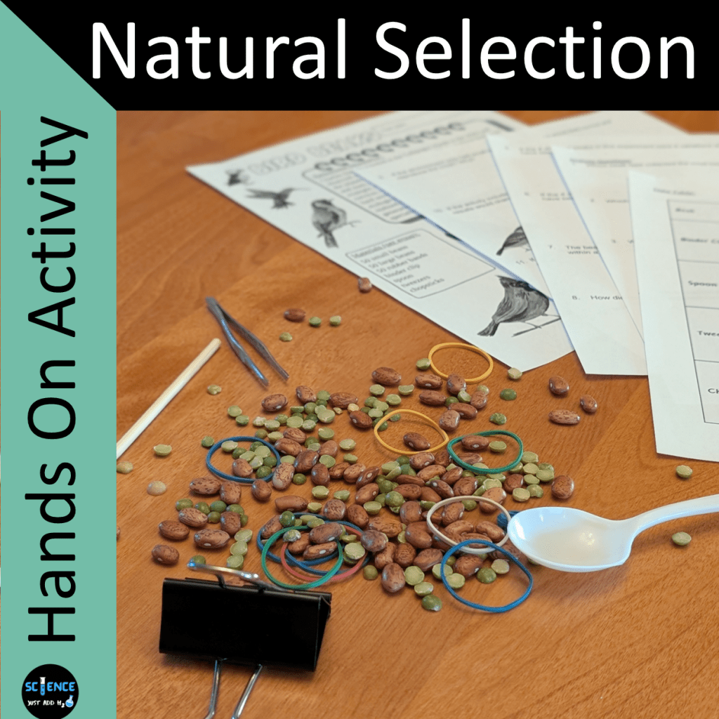 Bird Beaks Natural Selection Hands on Activity for Middle School - Just ...