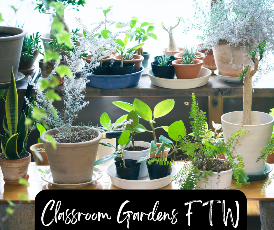 Grow a Classroom Garden! - Just Add H2O